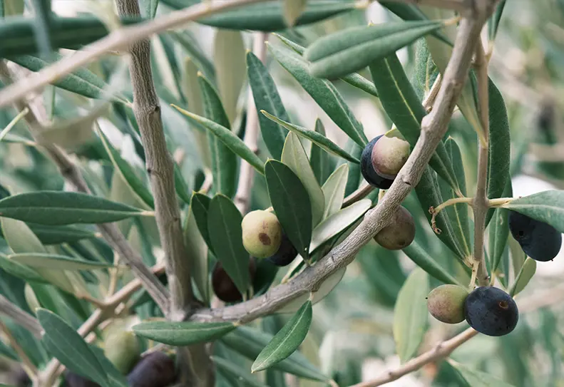 Analysis of the Origin of Olive Oil with Spectrify